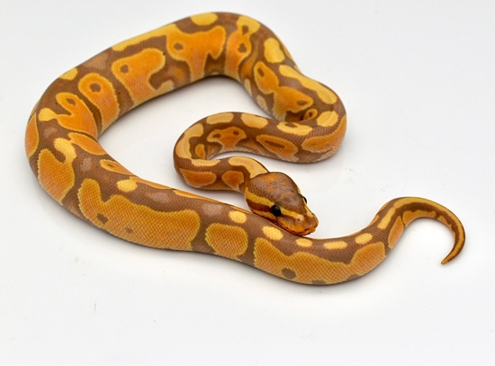 Banana Het Albino Ball Python by Mighty Morphin Sneks