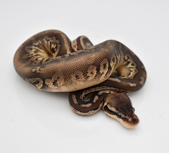 Cinnamon Pastel Het Pied Ball Python by Mighty Morphin Sneks