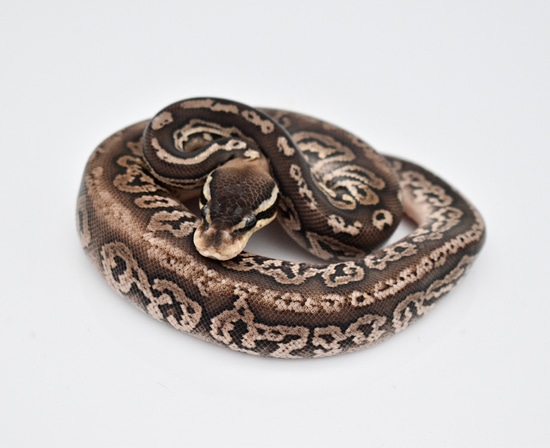 Fire Pastel Cinnamon Het Pied Ball Python by Mighty Morphin Sneks