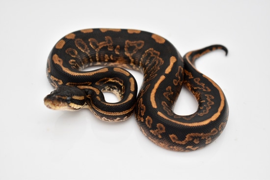 Black Pastel Yellowbelly Het Pied Ball Python by Mighty Morphin Sneks