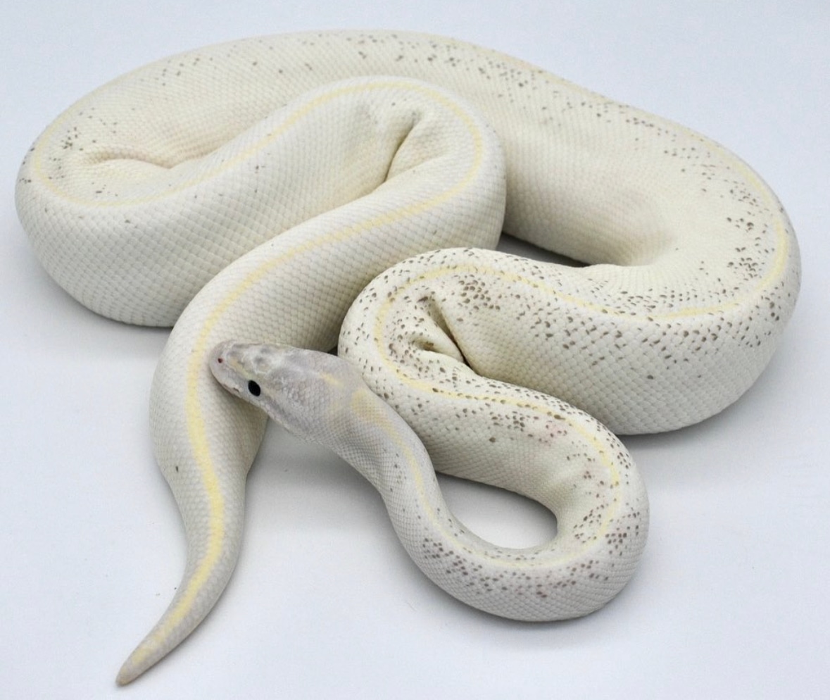 Ivory Ball Python by Mighty Morphin Sneks - MorphMarket