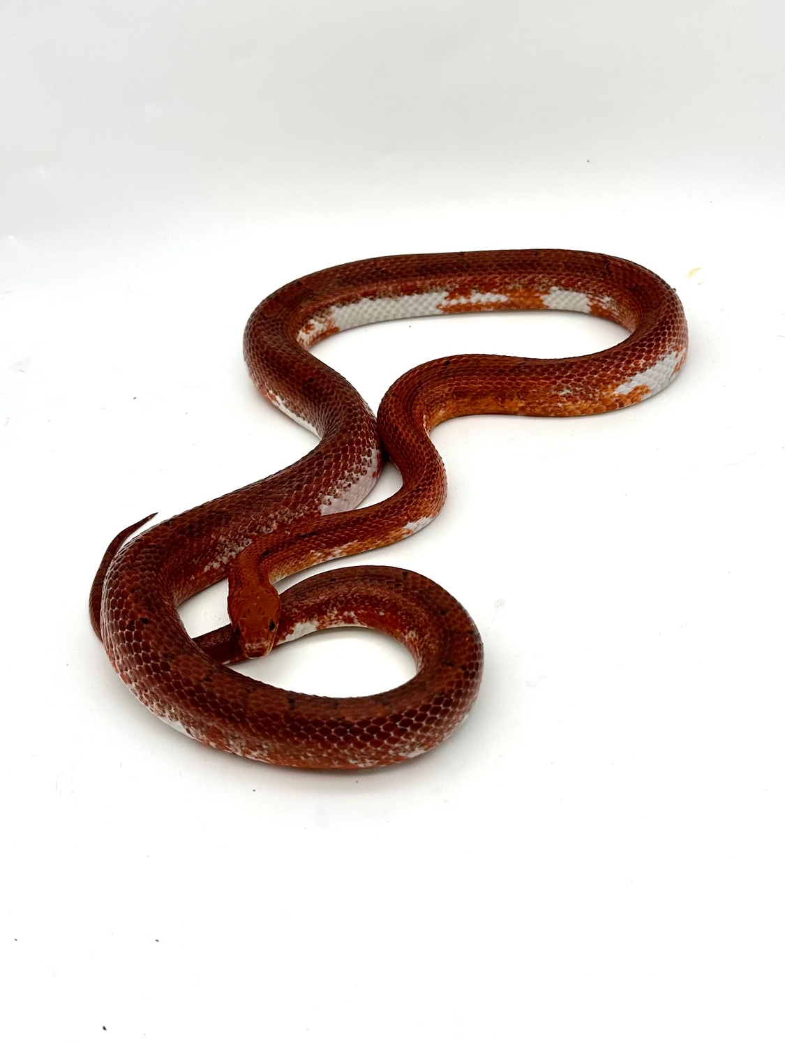 Proven Pied Sided Corn Snake by Mighty Morphin Sneks - MorphMarket