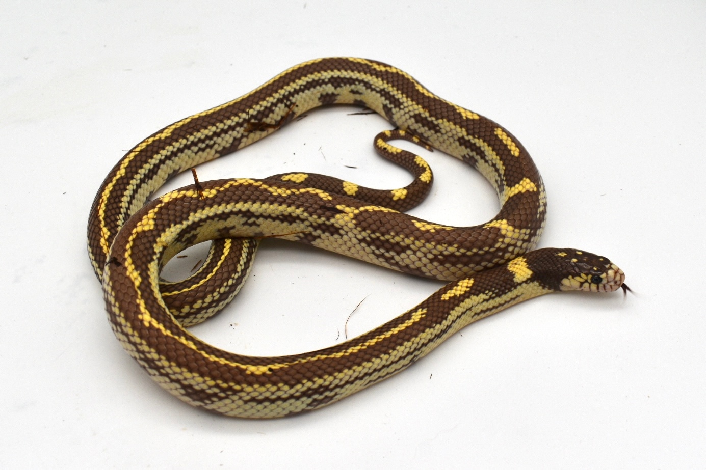 Aberrant Lavender California Kingsnake by Mighty Morphin Sneks ...