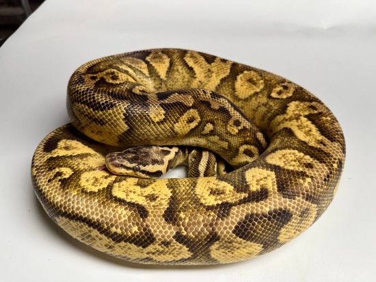 Super Pastel Fader Yellowbelly Granite Ball Python by Mighty Morphin Sneks