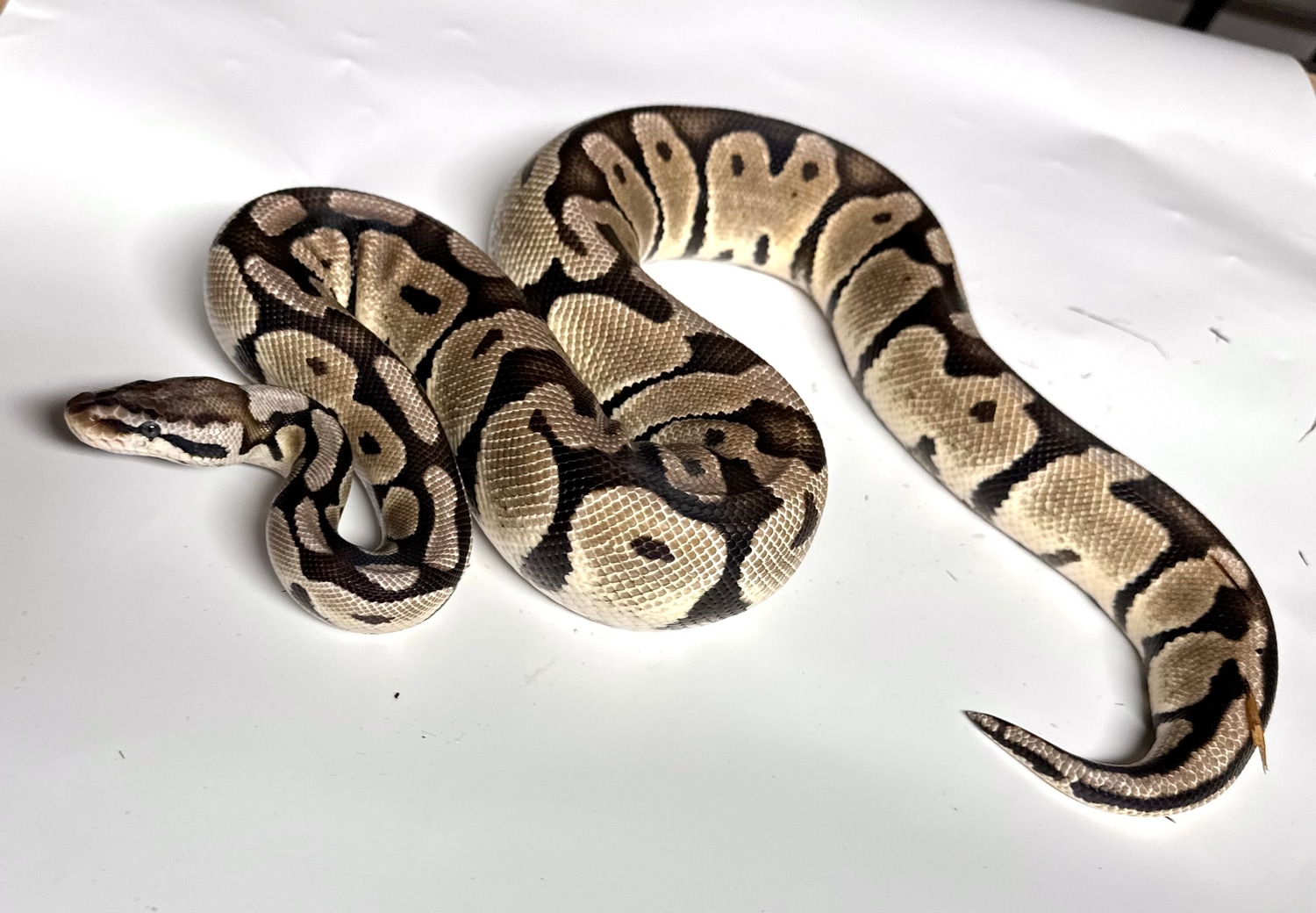 VPI Pastel Het Clown Ball Python by Mighty Morphin Sneks - MorphMarket