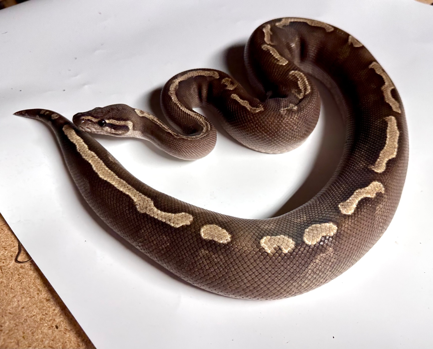 GHI Mojave RTB Ball Python by Mighty Morphin Sneks - MorphMarket