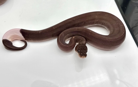 Cinnamon Black Pastel Het Pied Ball Python by Mighty Morphin Sneks