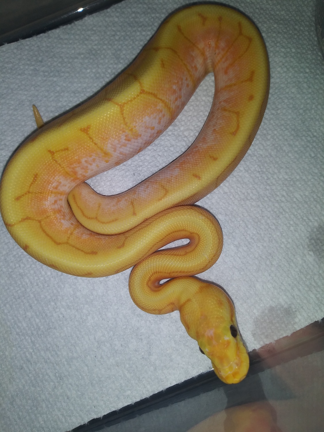 Banana Spinner Ball Python by BackRoad Exotics - MorphMarket