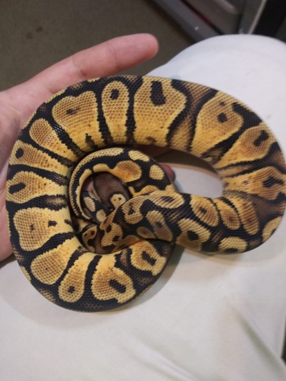 Pastel Ball Python by BackRoad Exotics