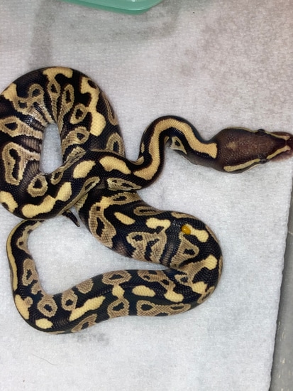 Vanilla Mystic Ball Python by BackRoad Exotics