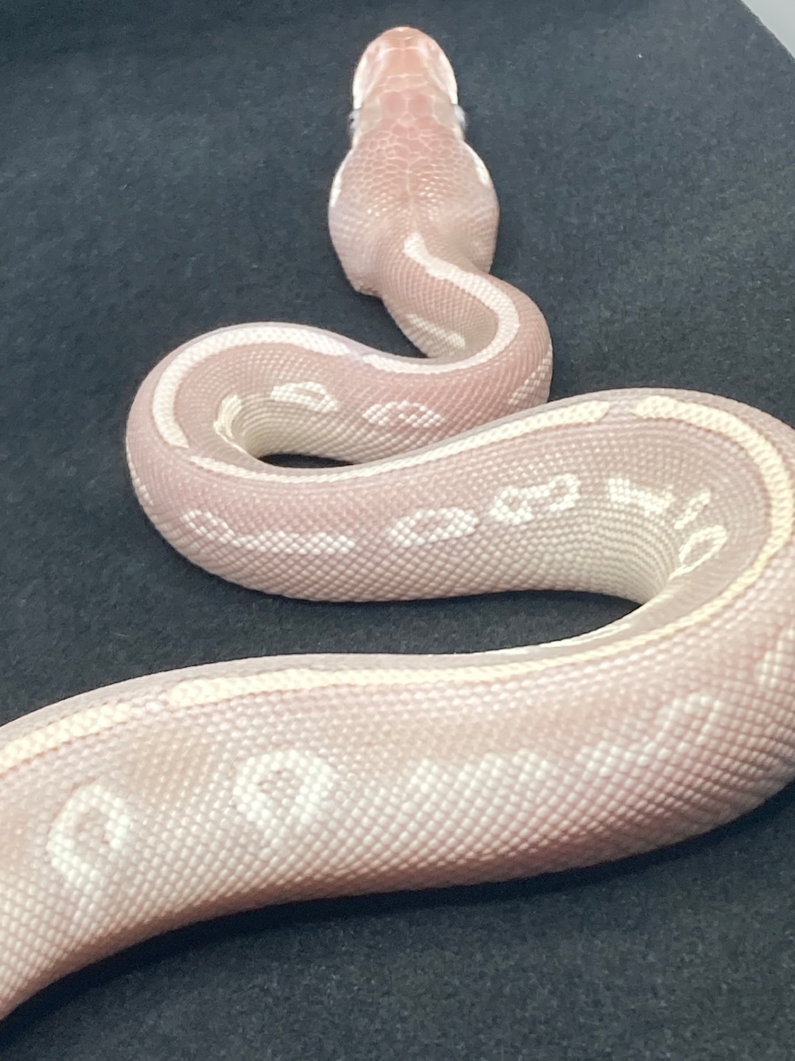 Vanilla Mystic Potion Ball Python by BackRoad Exotics - MorphMarket