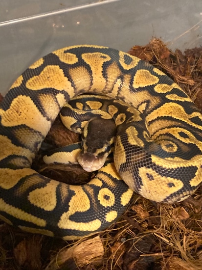 Pastel Yb Ball Python by BackRoad Exotics
