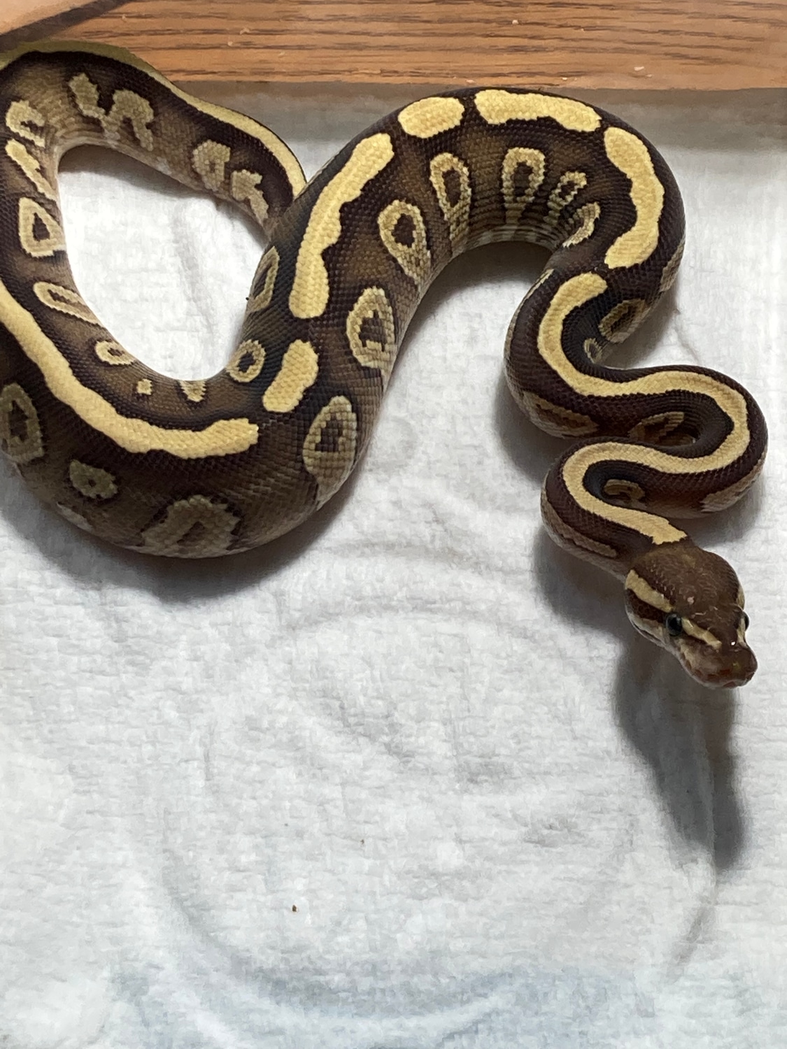 21 Mojave Fire/vanilla Ringer Ball Python by BackRoad Exotics - MorphMarket