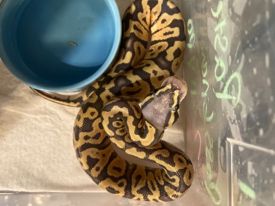 Pastel Hypo Ball Python by BackRoad Exotics