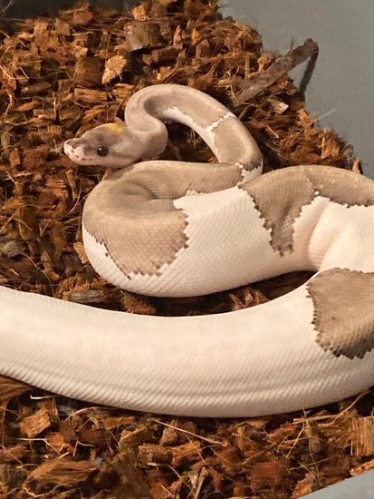 Grey Matter Ball Python by BackRoad Exotics