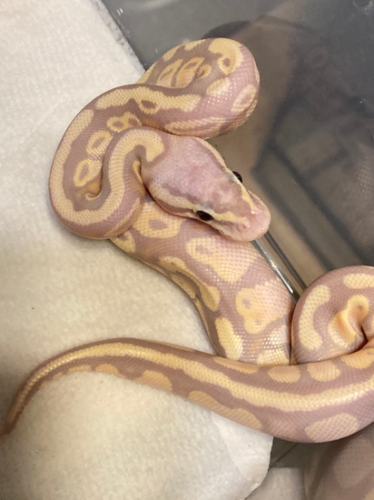 Pastel Banana Ball Python by BackRoad Exotics