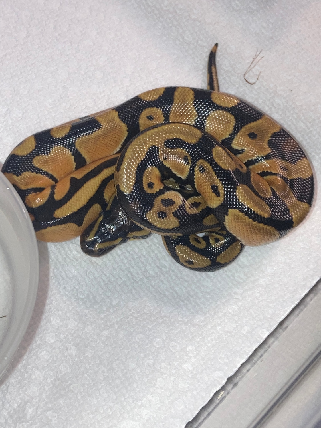 Orange Dream Ball Python by BackRoad Exotics - MorphMarket