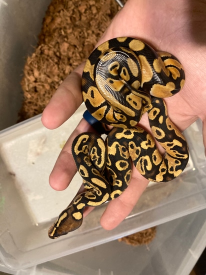 OD Pastel Ball Python by BackRoad Exotics