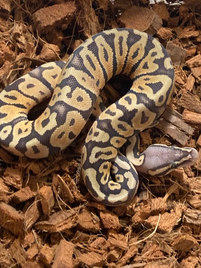 Pastel Hypo Ball Python by BackRoad Exotics
