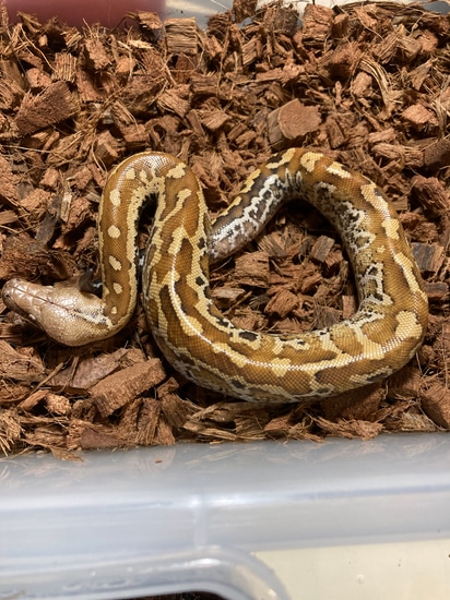 Matrix Blood Blood Python by BackRoad Exotics