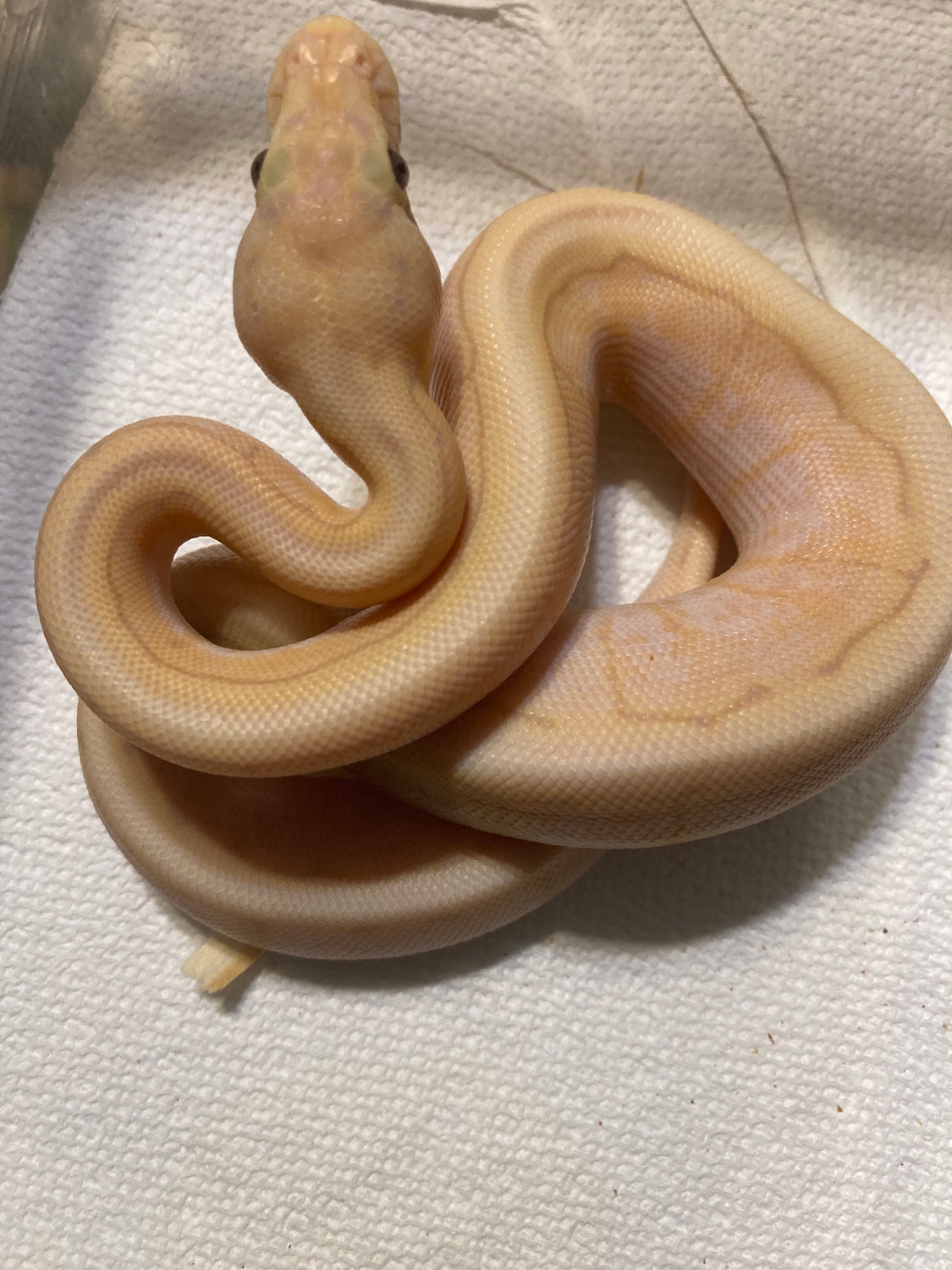 Banana Pinstripe Ball Python by BackRoad Exotics - MorphMarket