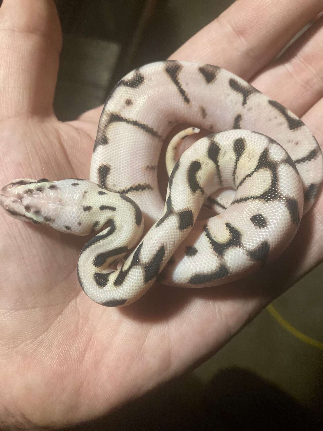 Cali Bee Ball Python by BackRoad Exotics - MorphMarket