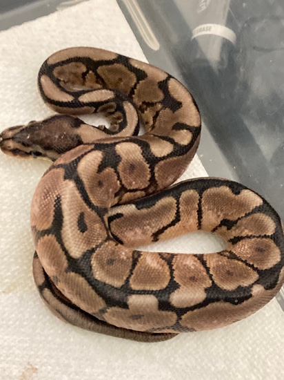 Spider Calico Male Ball Python by BackRoad Exotics