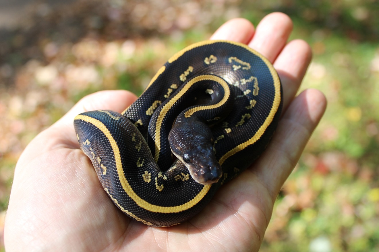 Holiday Sale! Blackhead Mahogany Mystic Yellowbelly Ball Python by ...