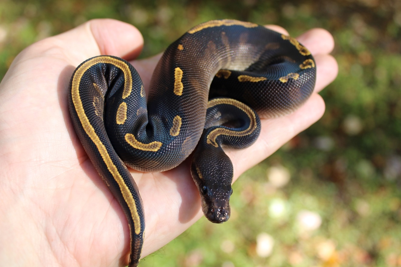 Holiday Sale! Mahogany Ghi Blackhead Pos Yellowbelly Ball Python by ...