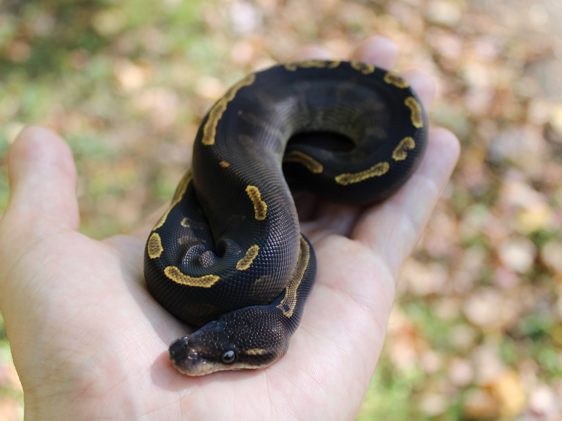 Holiday Sale! Mahogany Ghi Blackhead Pos Yellowbelly Ball Python by ...