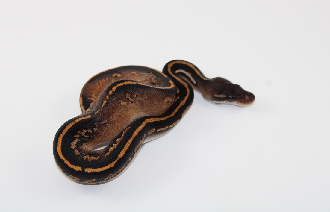 Blackhead Sable Yellowbelly Black Nightmare Fader Het Genetic Stripe ...