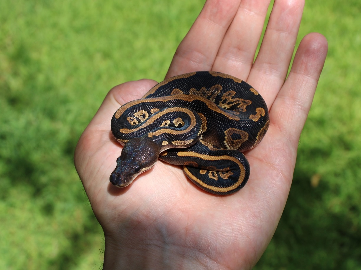 Blackhead Mahogany Ball Python by Black Dahlia Reptiles - MorphMarket