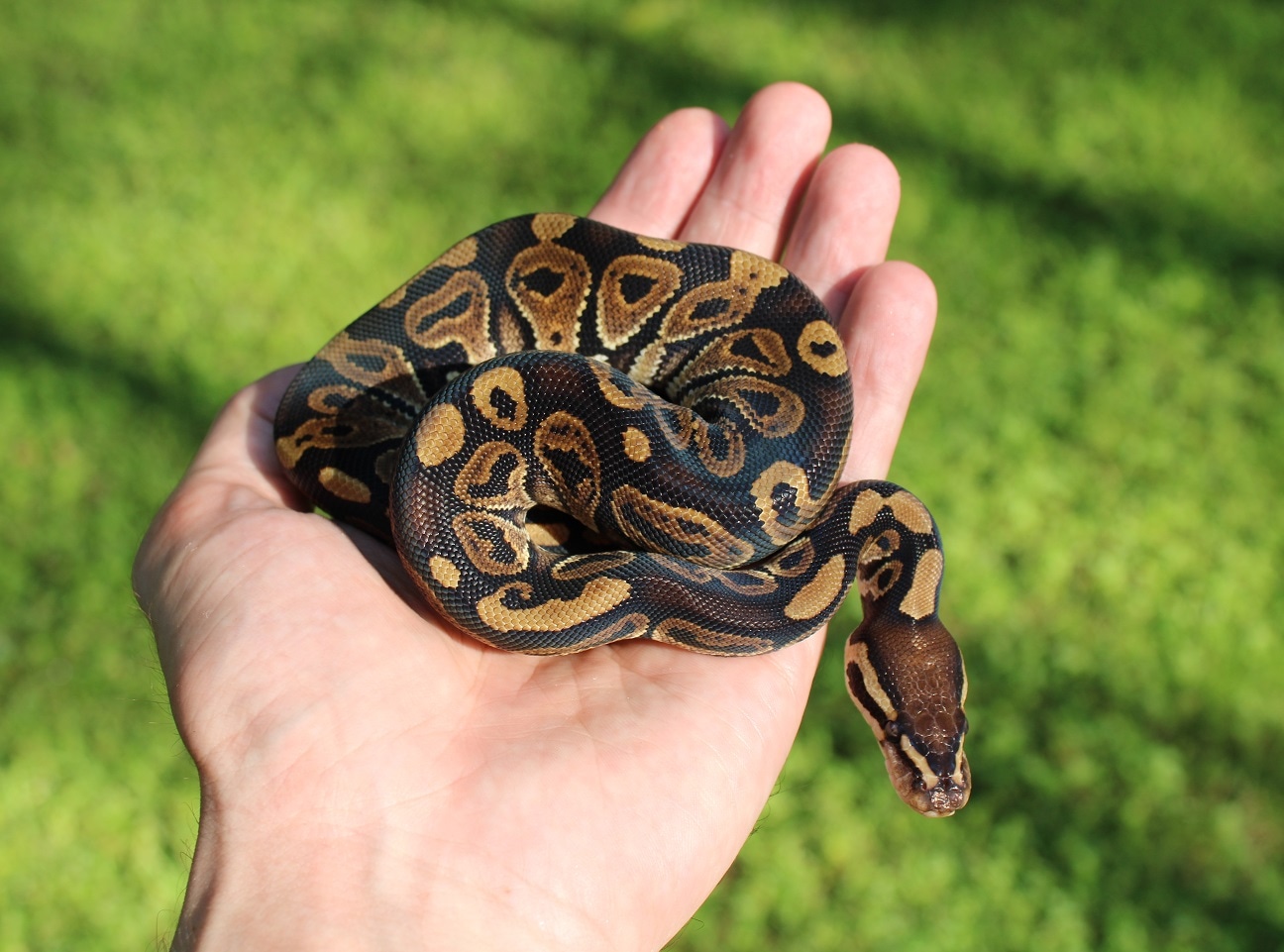 Blackpastel Ball Python by Black Dahlia Reptiles - MorphMarket