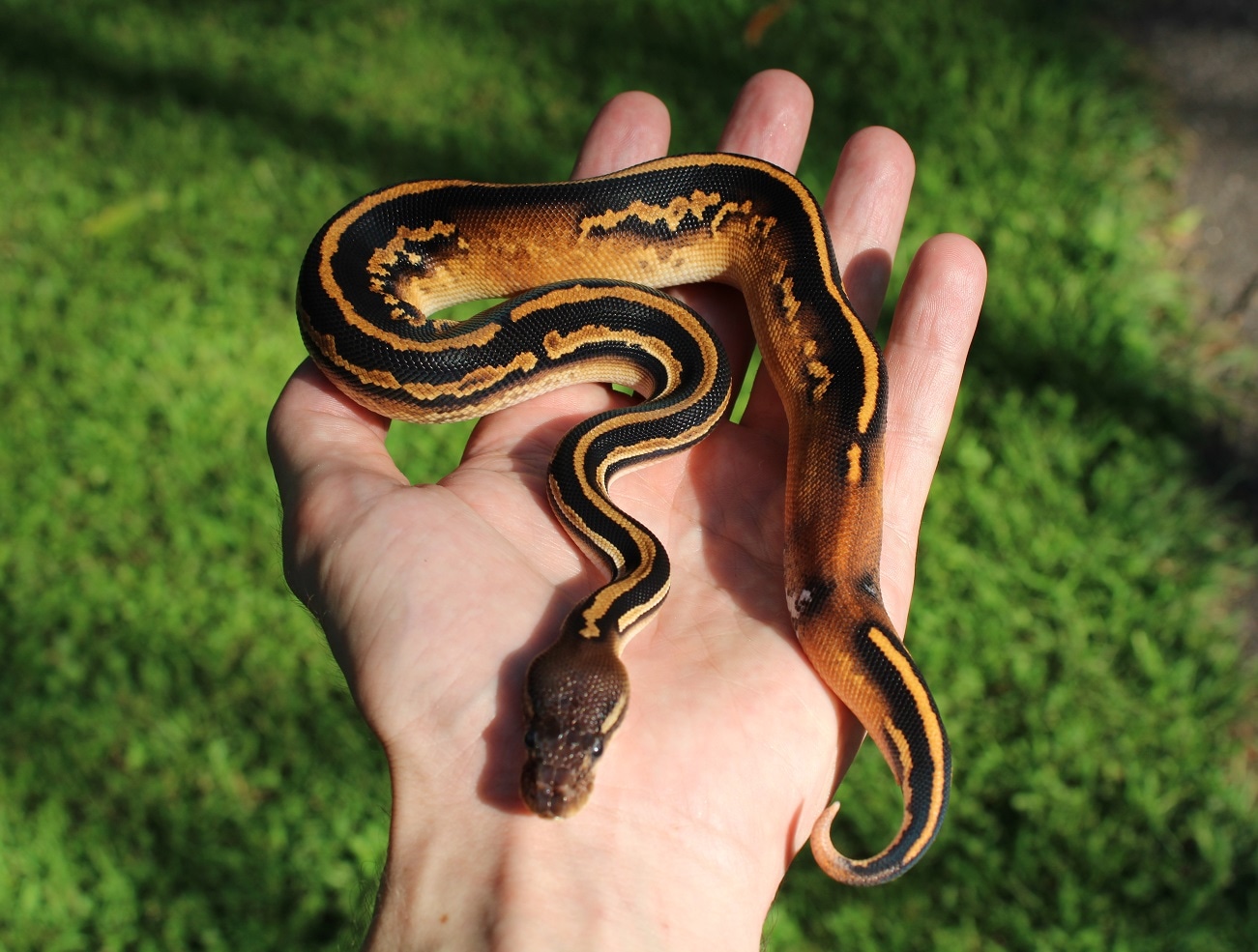 Blackhead Phantom Yellowbelly Black Nightmare Het Genetic Stripe Ball ...