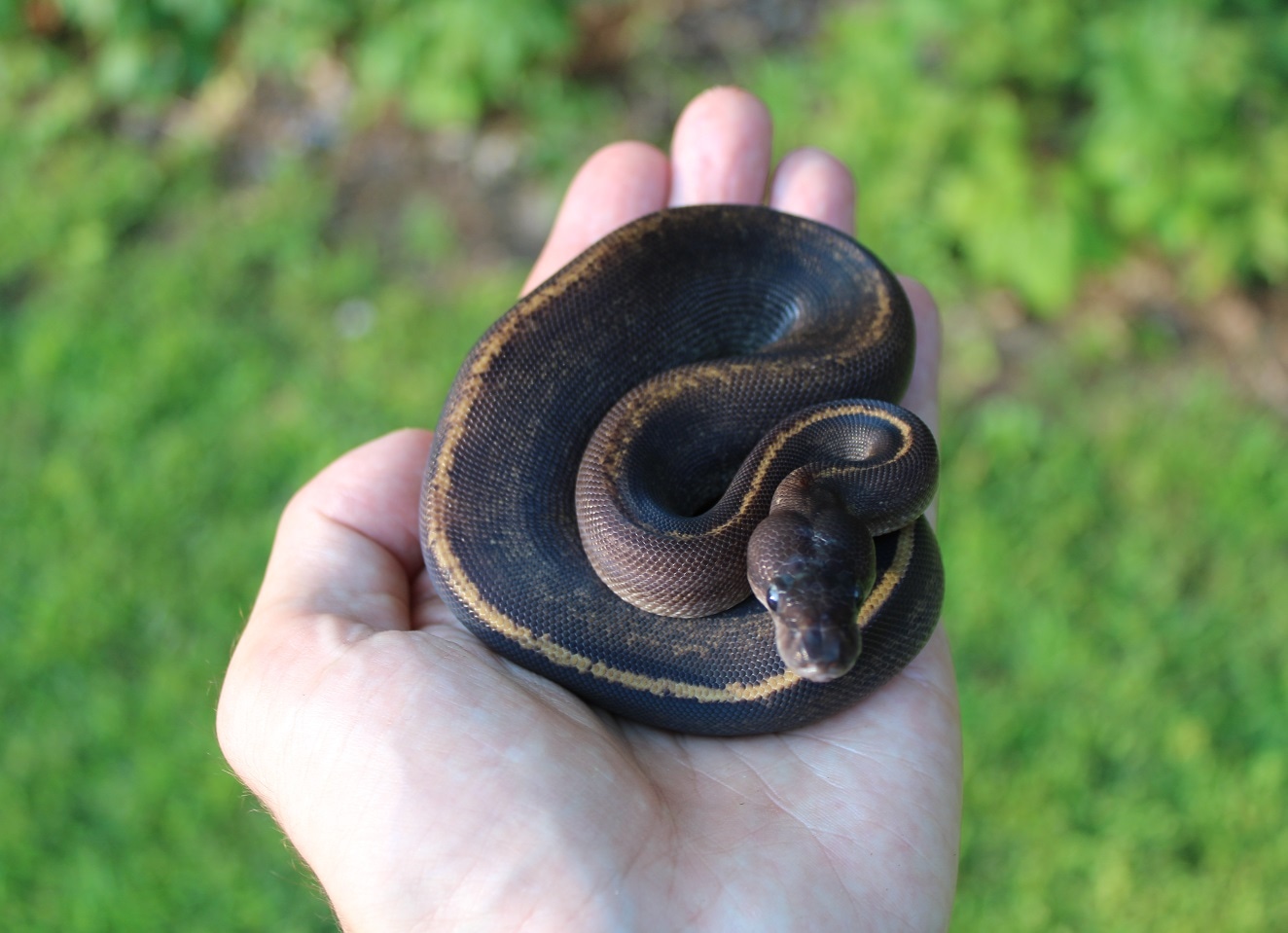 Halloween Sale! Suma Ball Python by Black Dahlia Reptiles - MorphMarket