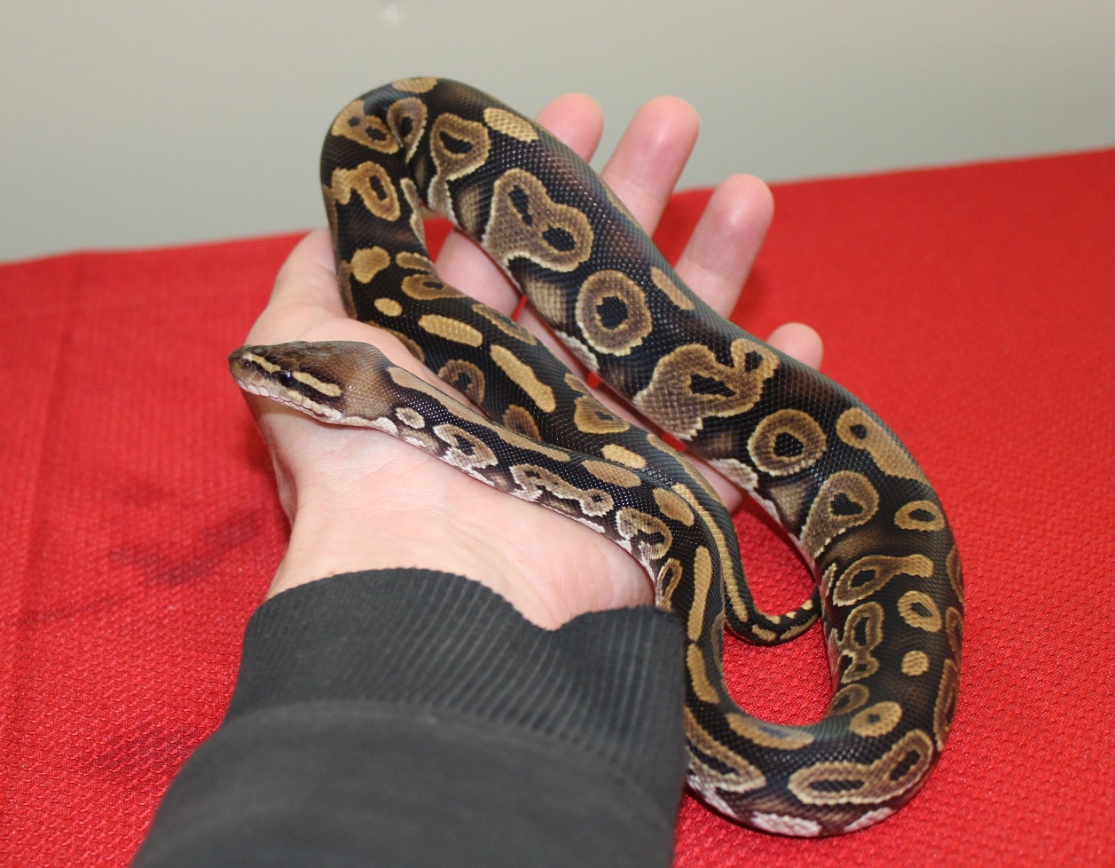 Mahogany HRA Ball Python by Black Dahlia Reptiles - MorphMarket