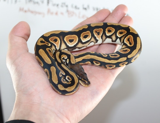 Black Nightmare Het Clown Ball Python by Black Dahlia Reptiles