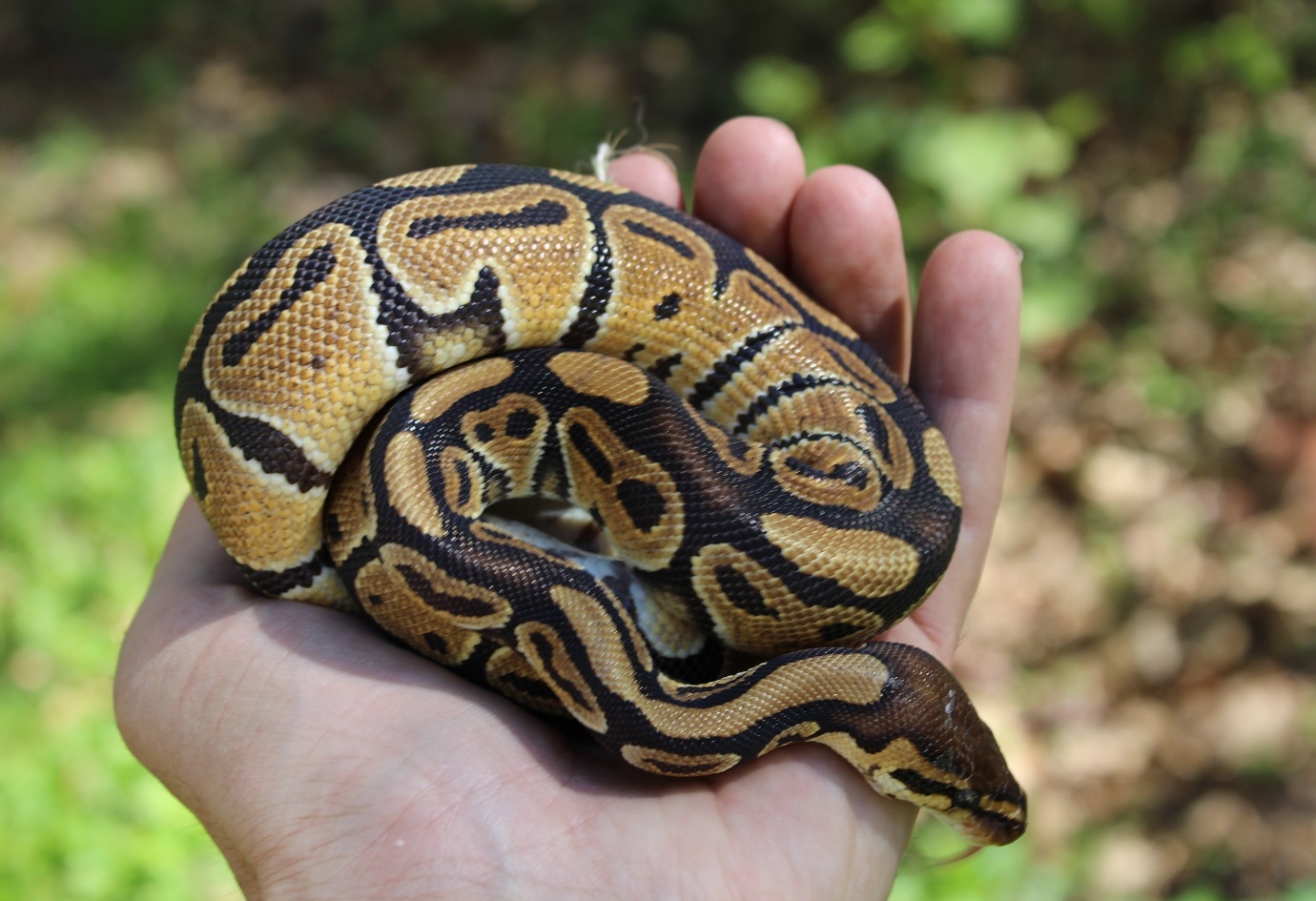 Orange Dream Het Clown Ball Python by Black Dahlia Reptiles - MorphMarket
