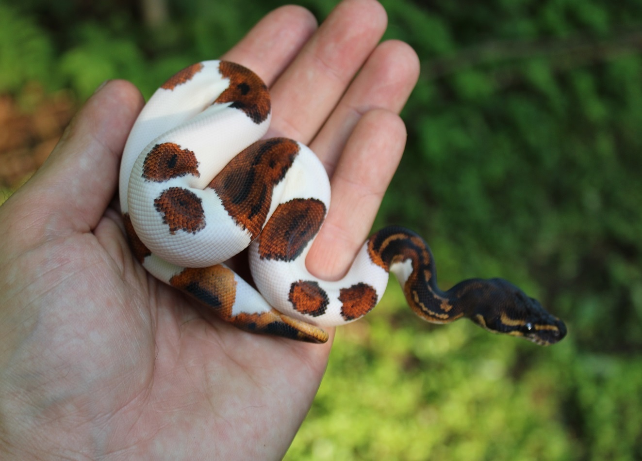 Blackhead Leopard Yellowbelly Pied Ball Python by Black Dahlia Reptiles ...