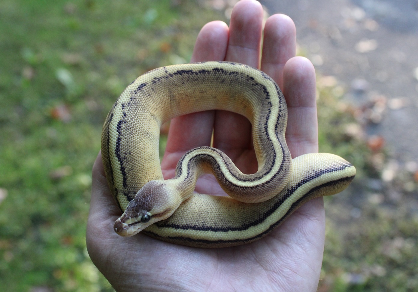 Pastel Genetic Stripe Het Vpi Axanthic Ball Python by Black Dahlia ...