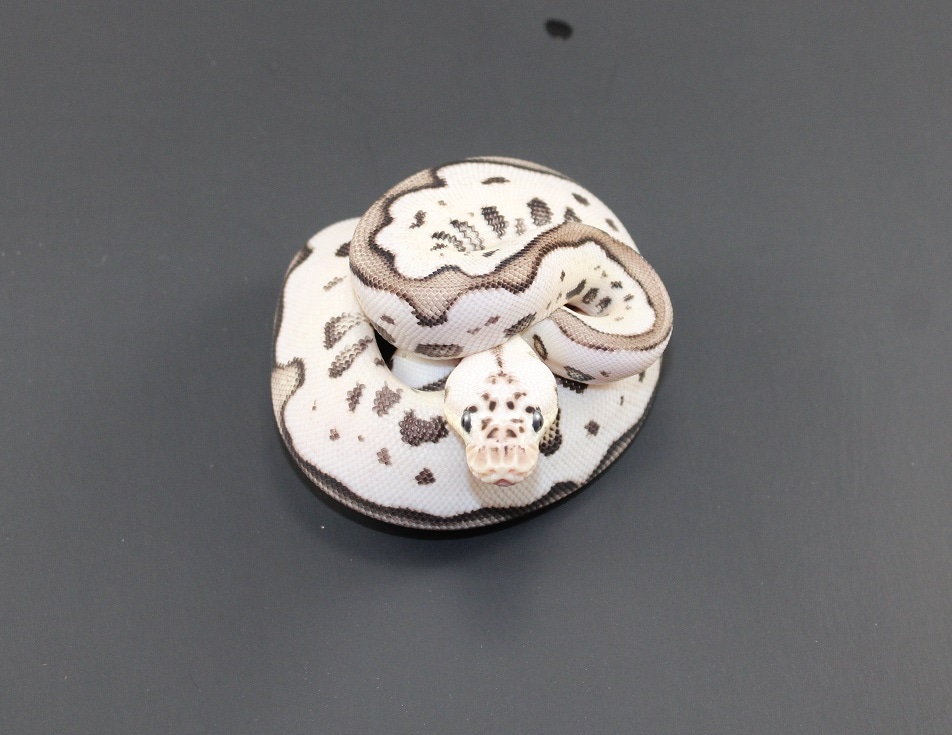 Firefly Leopard Vpi Axanthic Clown Ball Python by Black Dahlia Reptiles ...