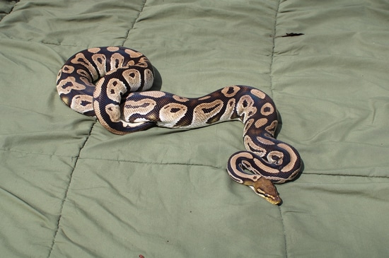 Black Nightmare PB Ball Python by Black Dahlia Reptiles