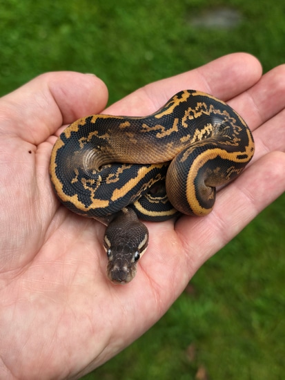 Blackpastel Phantom Sable Yellowbelly Pos Leopard Fader Het Pied Ball Python by Black Dahlia ...