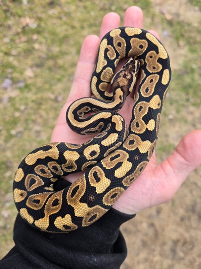 Spotnose Het Pied Pos Mahogany Ball Python by Black Dahlia Reptiles