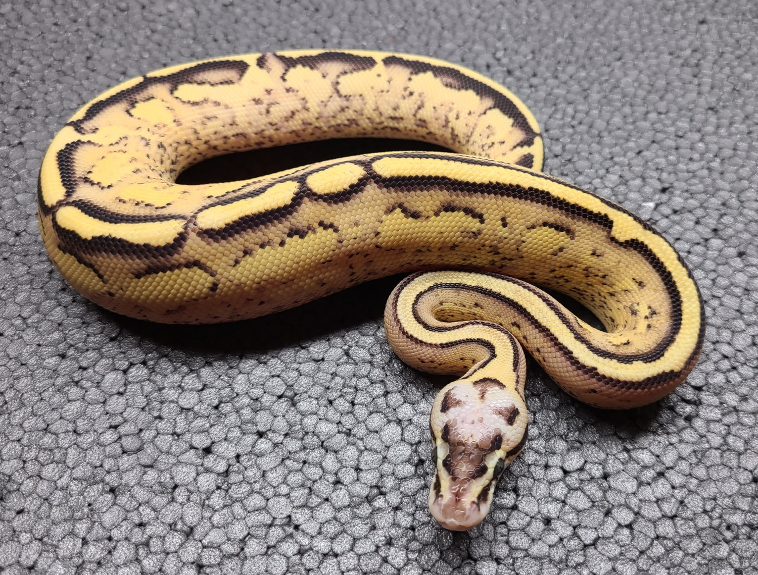 Pastel Super Stripe Ball Python by Martin Ball Pythons - MorphMarket