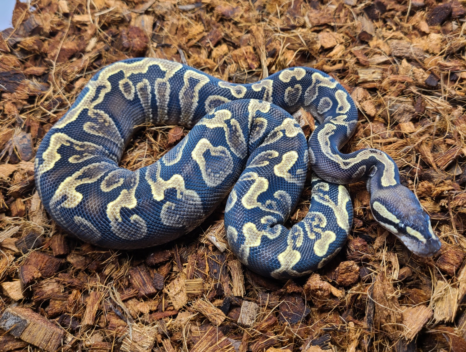 GHI Asphalt/Yellowbelly Ball Python by Martin Ball Pythons - MorphMarket