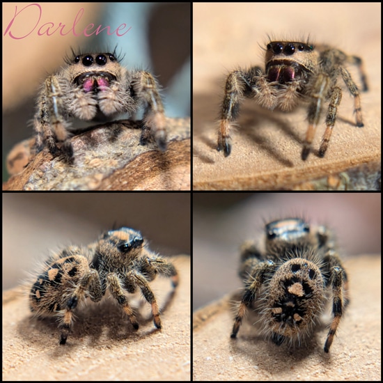 "Darlene" I7 Apalachicola Phidippus Regius Jumping Spider by Workman's ...