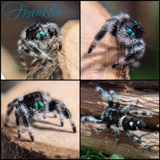 "Franklin" I8 Apalachicola Phidippus Regius Jumping Spider by Workman's ...