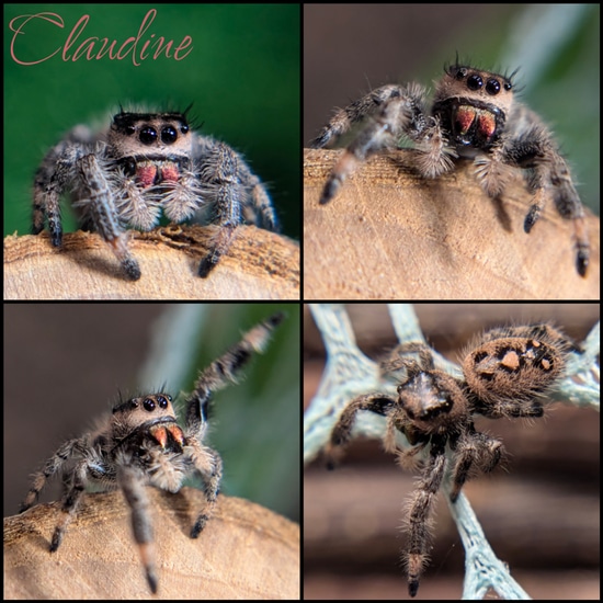 "Claudine" I7 Apalachicola Phidippus Regius Jumping Spider by Workman's ...