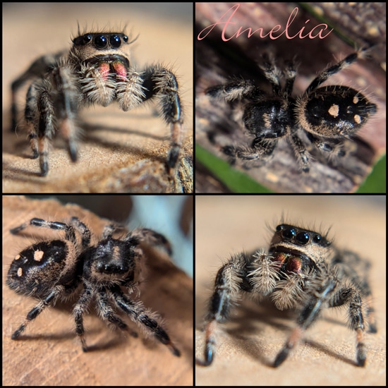 "Amelia" I8 Apalachicola Phidippus Regius Jumping Spider by Workman's ...